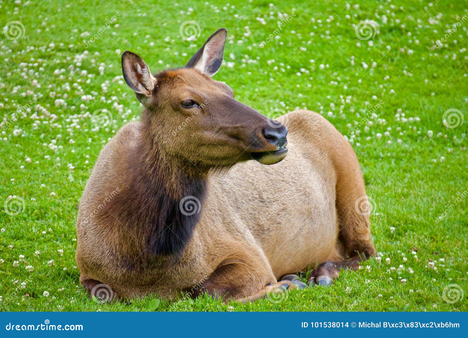 Female Elk resting stock photo. Image of deer, canada - 101538014