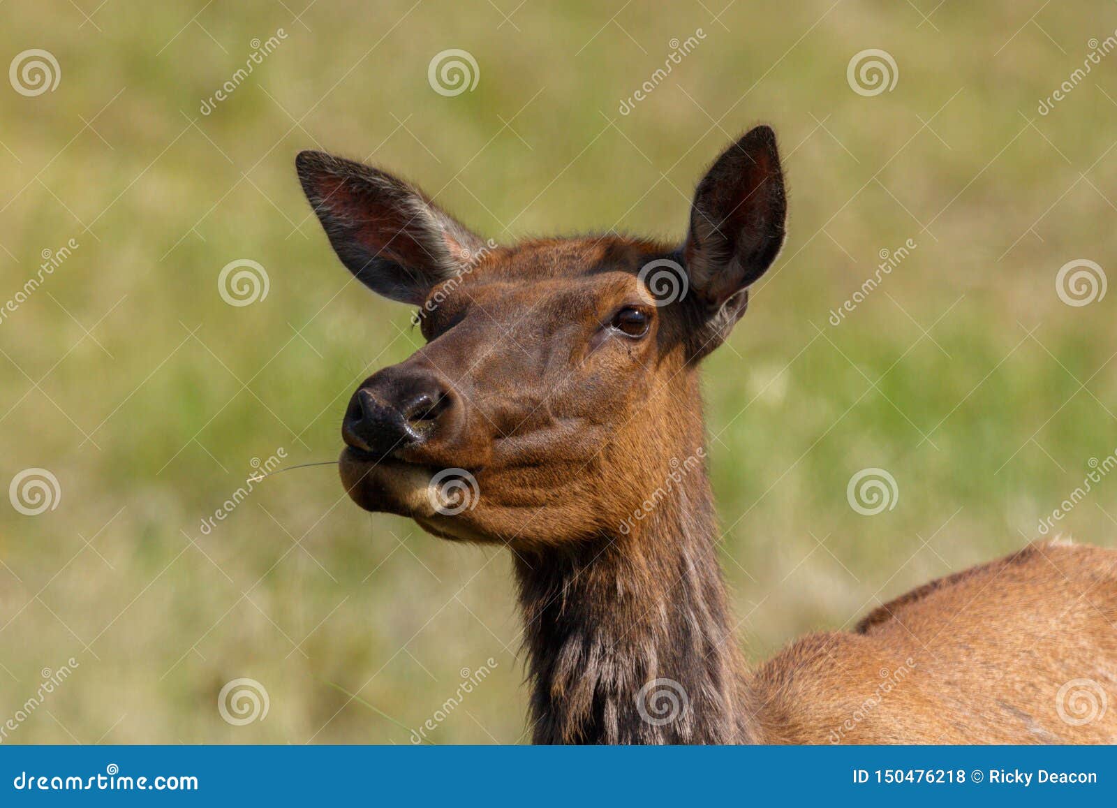 Female Elk in the Sun Chewing Grass Stock Photo - Image of ears ...