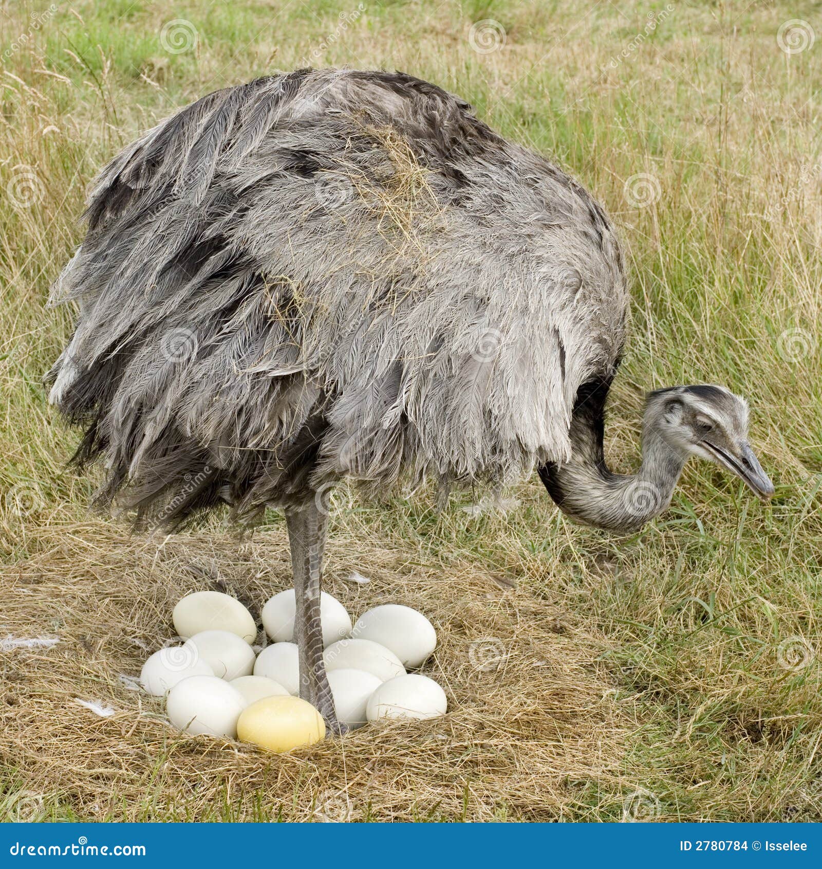 Female emu stock photo. Image of eggs, hatchling, care - 2780784