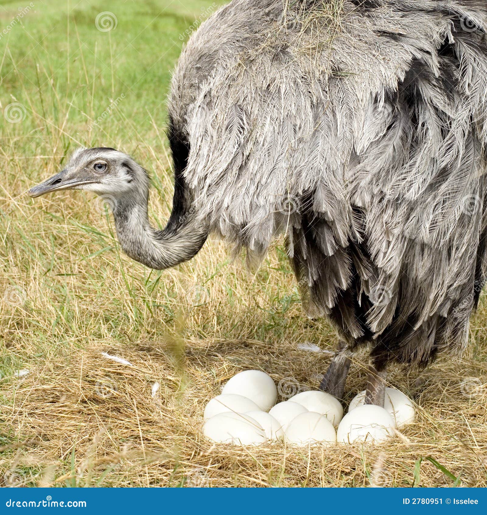 Female emu stock image. Image of wildlife, wilderness - 2780951