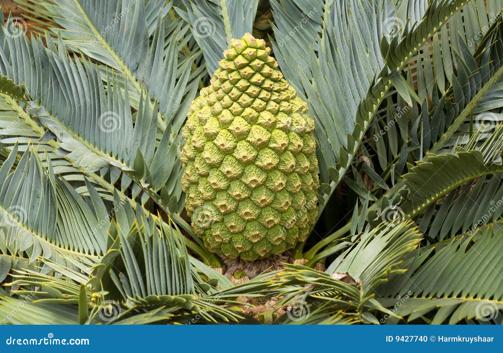 Female Encephalartos Lehmannii Cycad with Cone Stock Photo - Image of ...