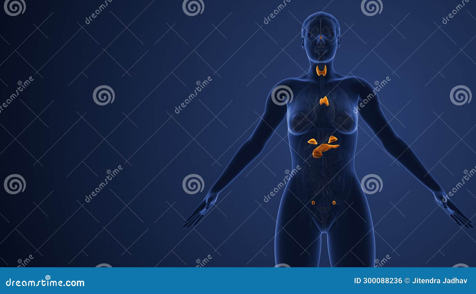 Muscarinic Acetylcholine Receptor Endocrine System in Females Stock ...