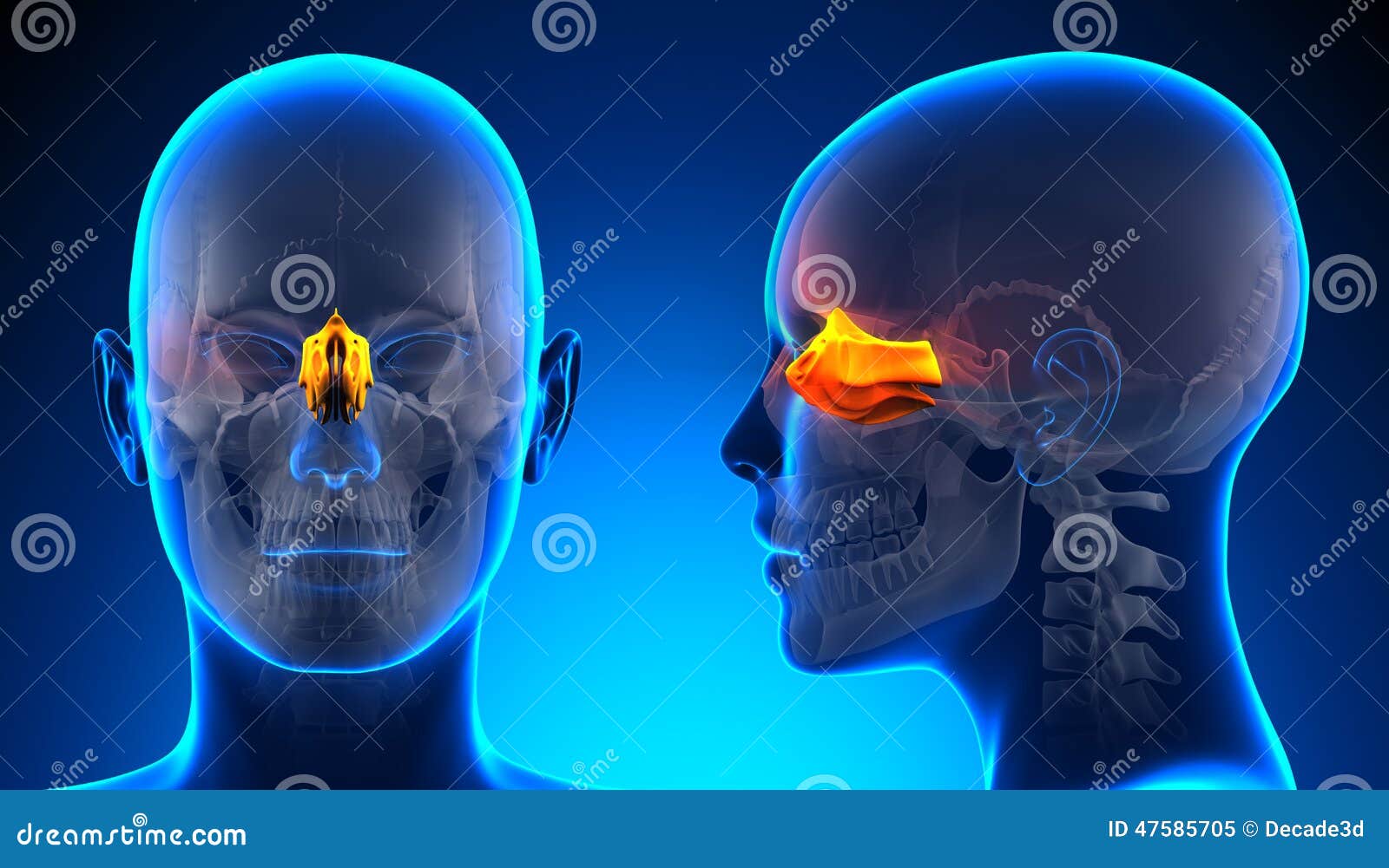 Female Ethmoid Skull Anatomy - Blue Concept Stock Illustration ...
