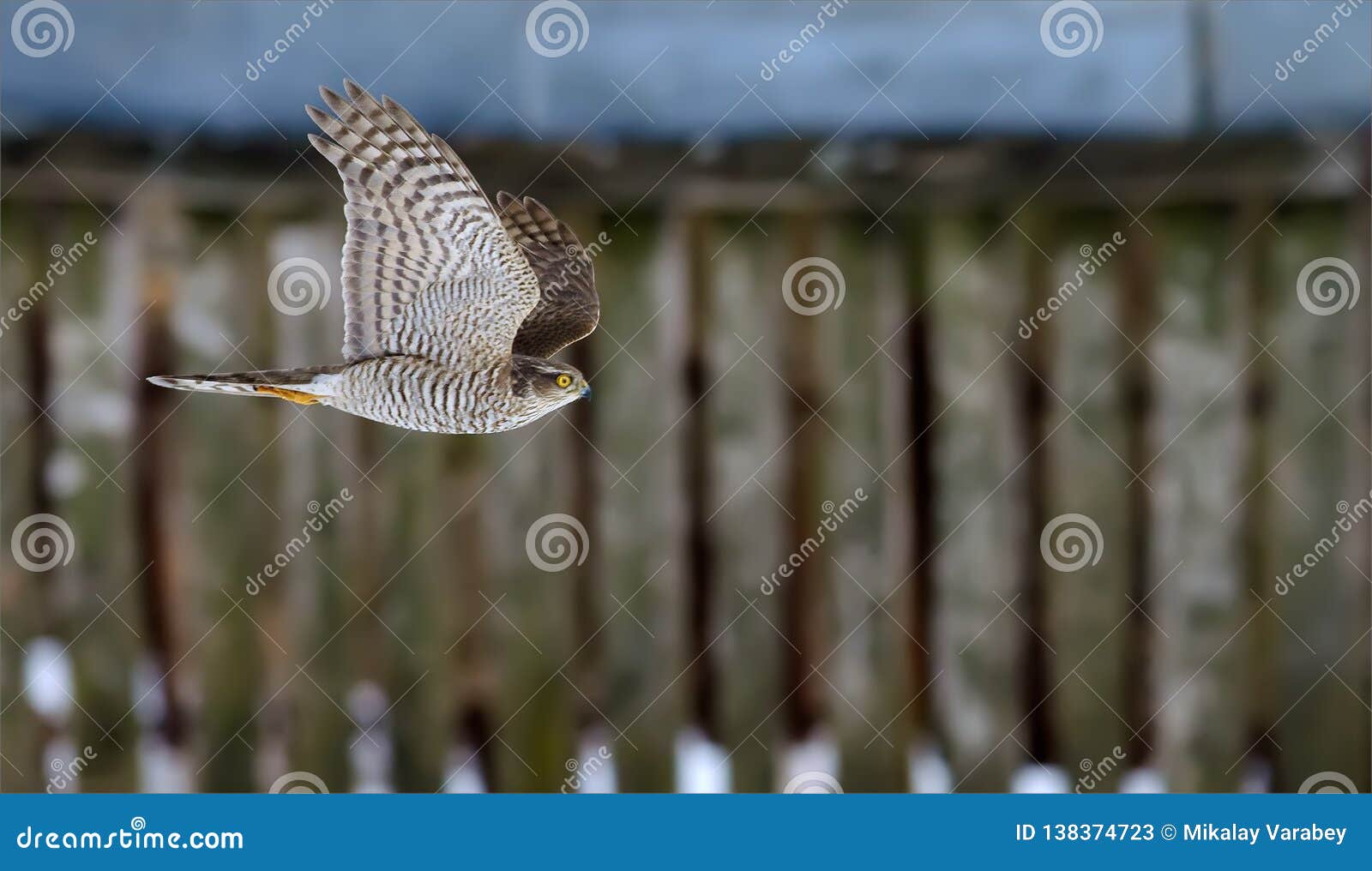 Female Eurasian Sparrowhawk in Flight Stock Image - Image of swift ...