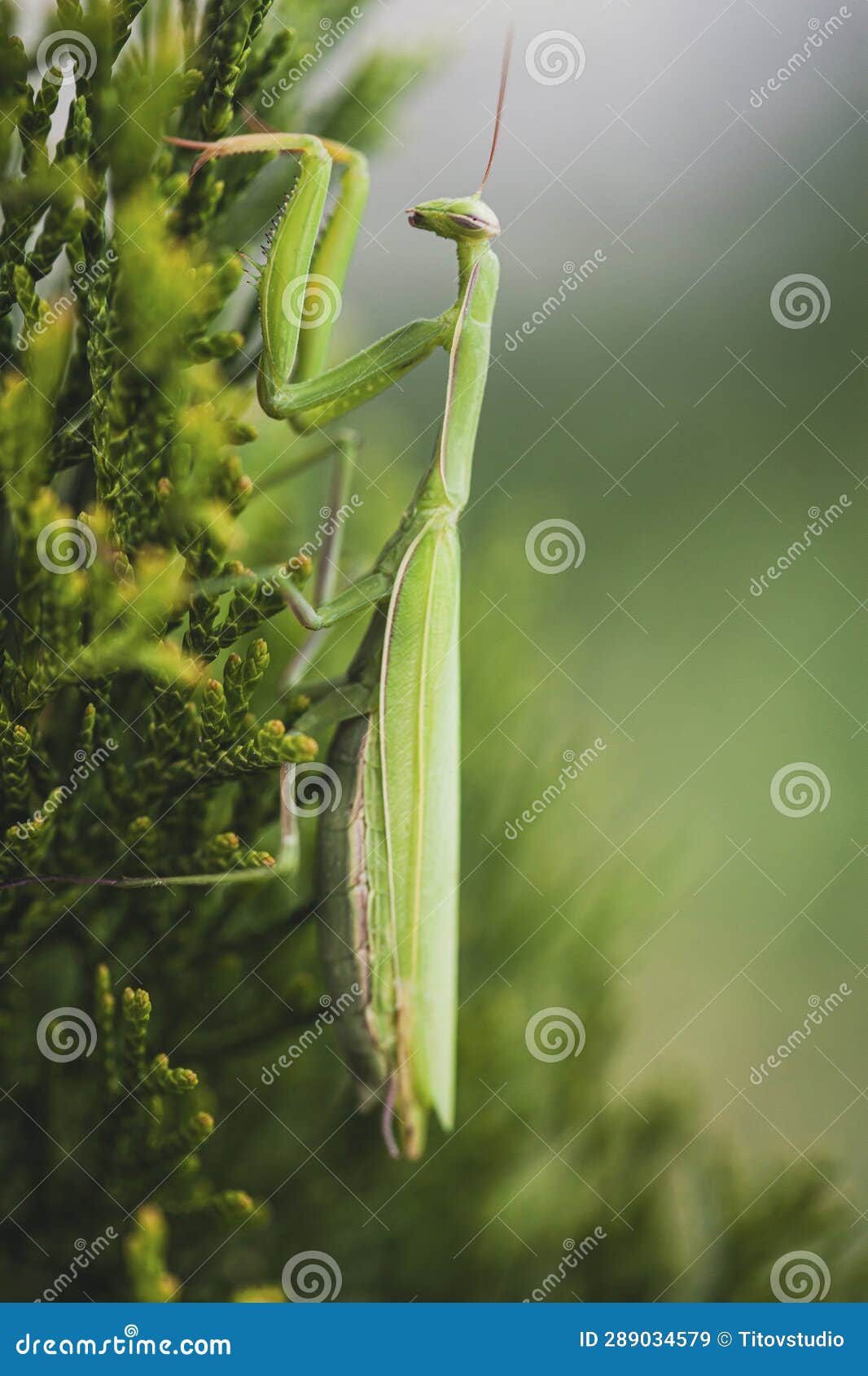 Female European Mantis or Praying Mantis, on Leaf Stock Image - Image ...