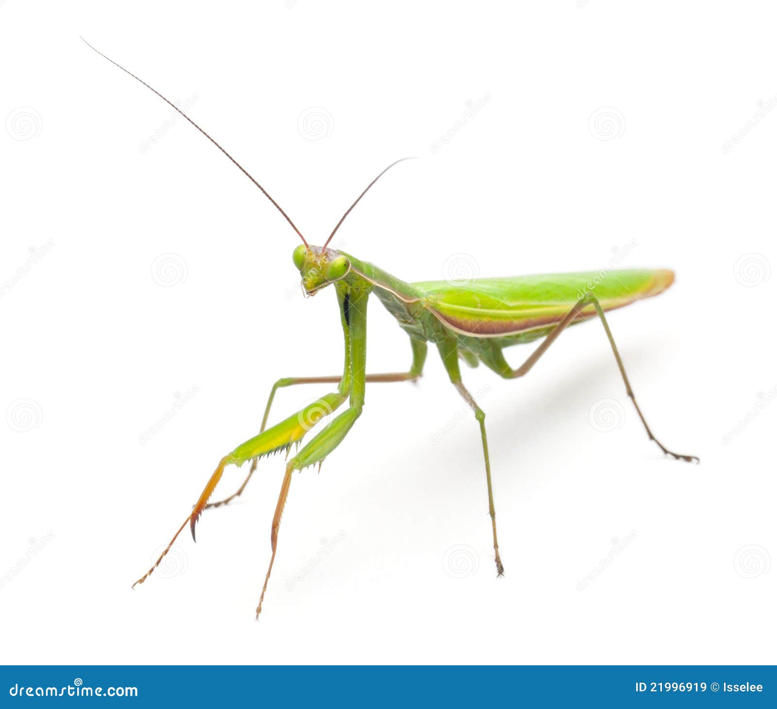 Female European Mantis Or Praying Mantis, Mantis Stock Photography ...