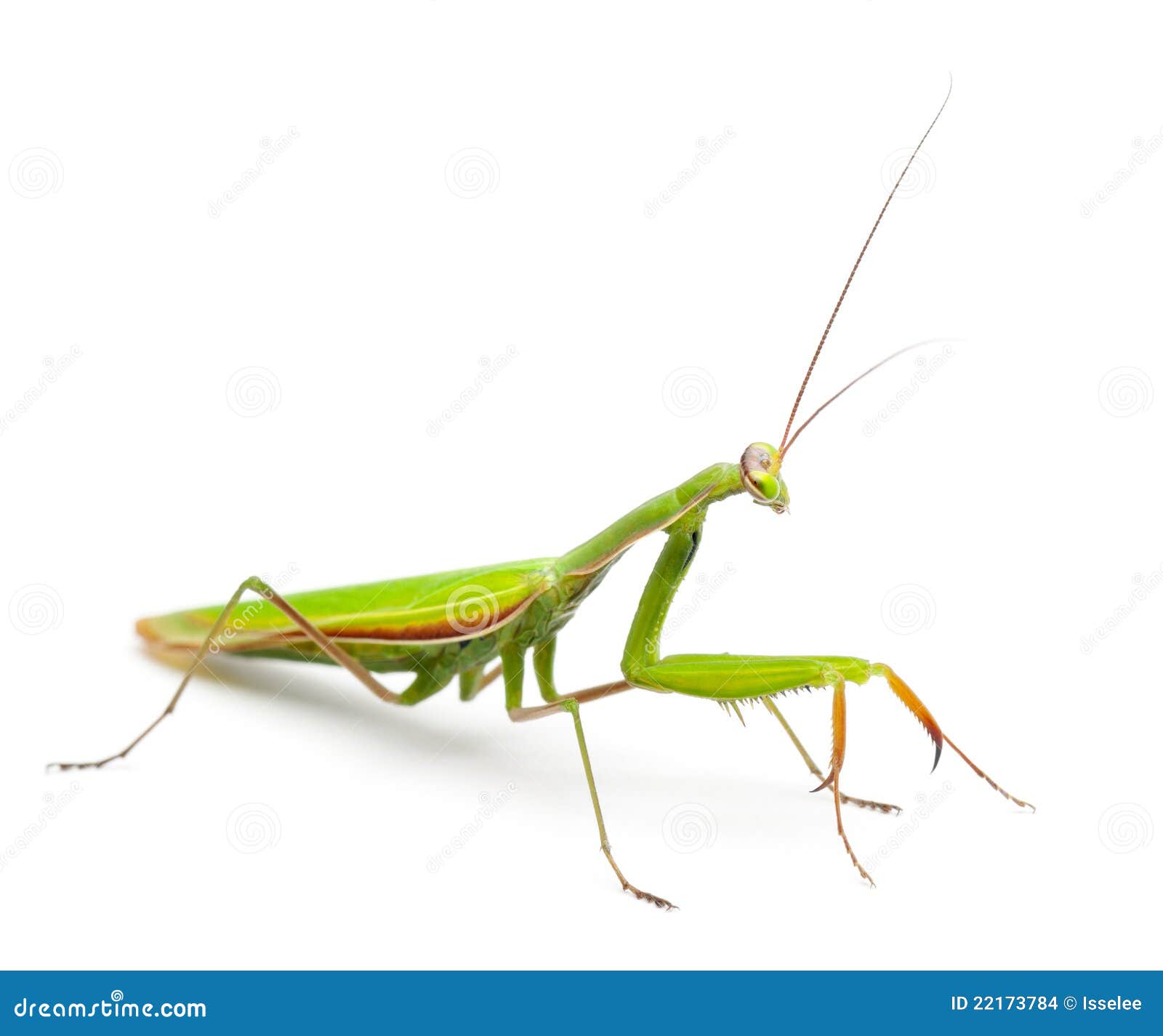 Female European Mantis Or Praying Mantis, Mantis Stock Photography ...