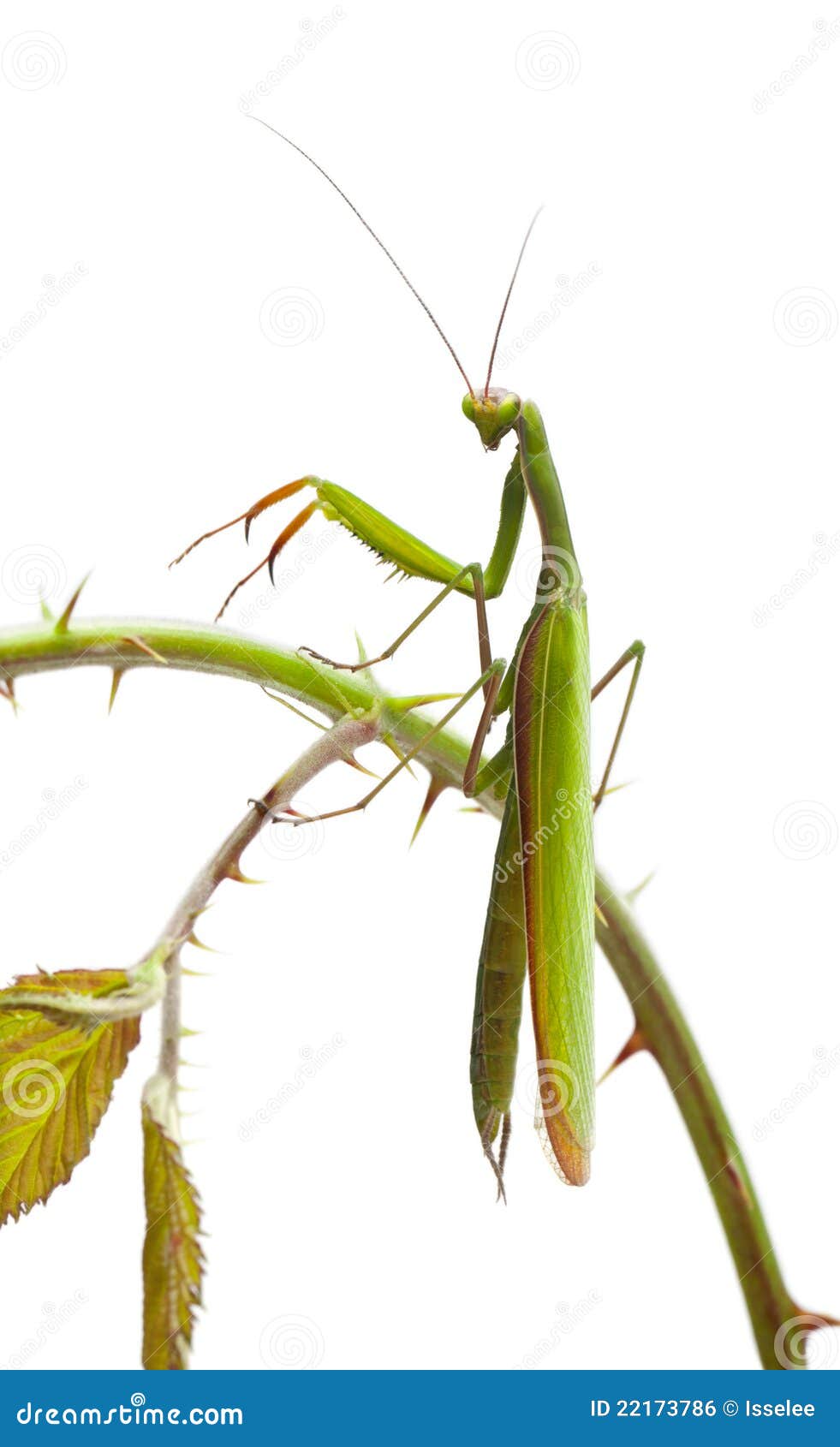 Female European Mantis or Praying Mantis, Mantis Stock Photo - Image of ...