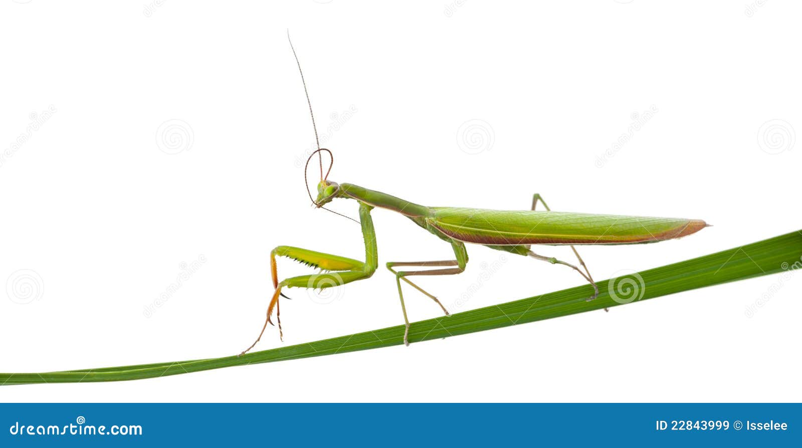 Female European Mantis Or Praying Mantis, Mantis Stock Photography ...