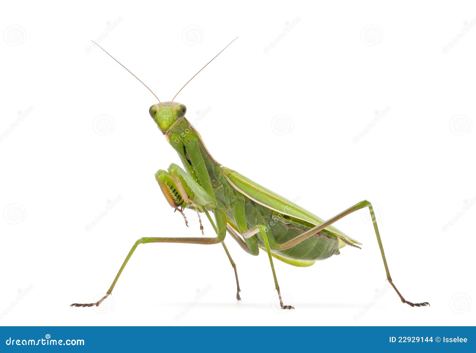 Female European Mantis Or Praying Mantis, Mantis Stock Photography ...