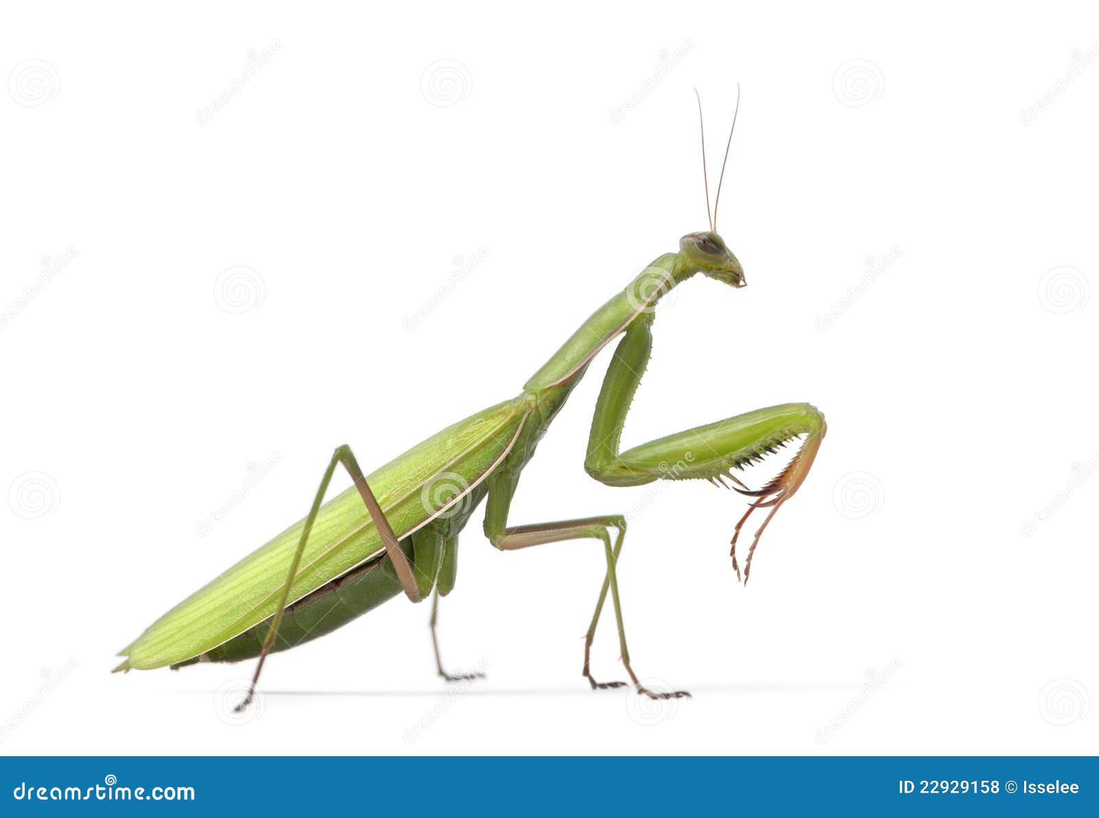 Female European Mantis or Praying Mantis, Mantis Stock Photo - Image of ...