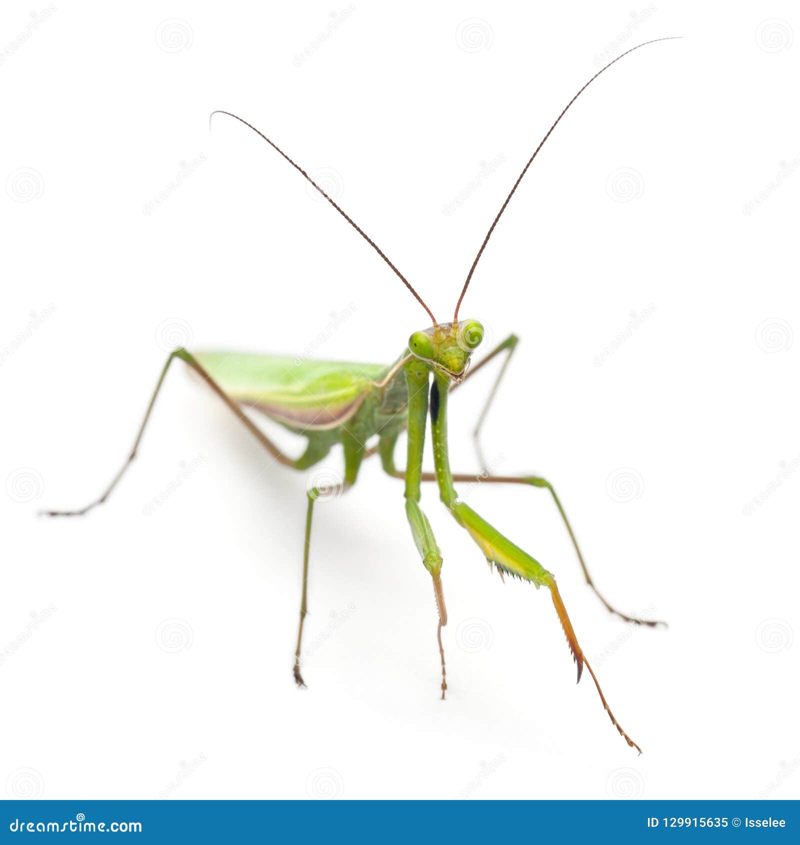 Female European Mantis or Praying Mantis, Mantis Religiosa Stock Image ...