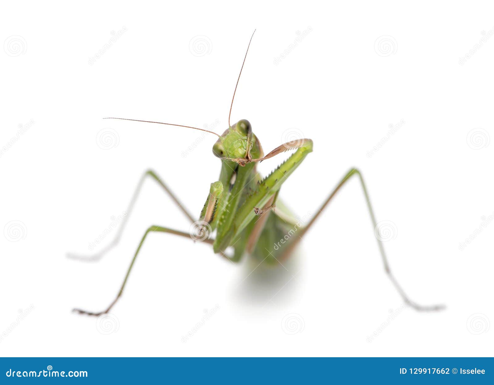 Female European Mantis Or Praying Mantis, Mantis Stock Photography ...