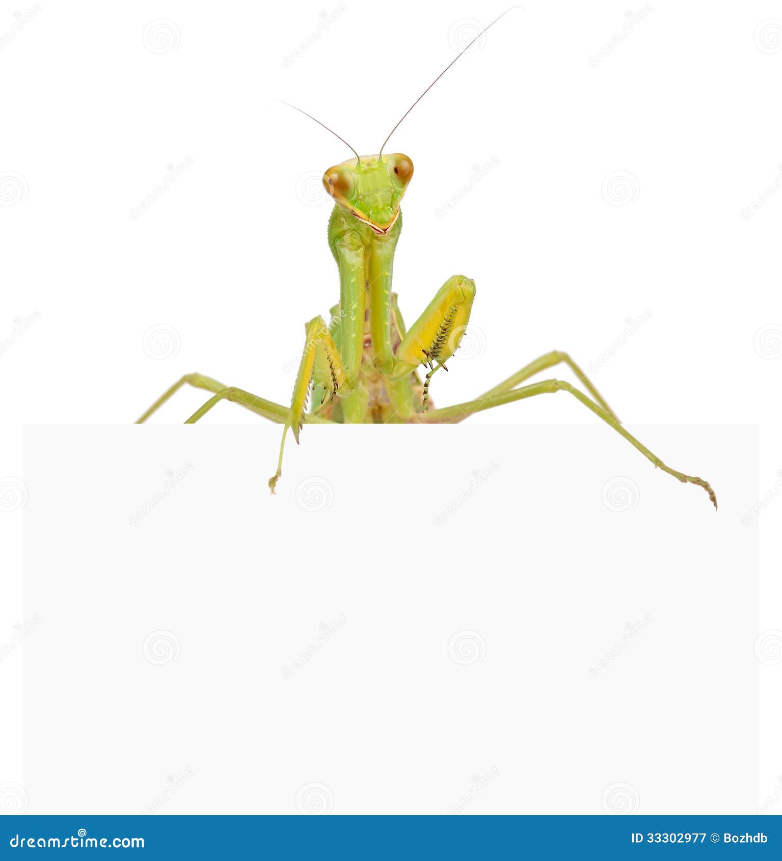 Mantis Religiosa, Various Images, Vector, Black, Silhouette, Nature ...