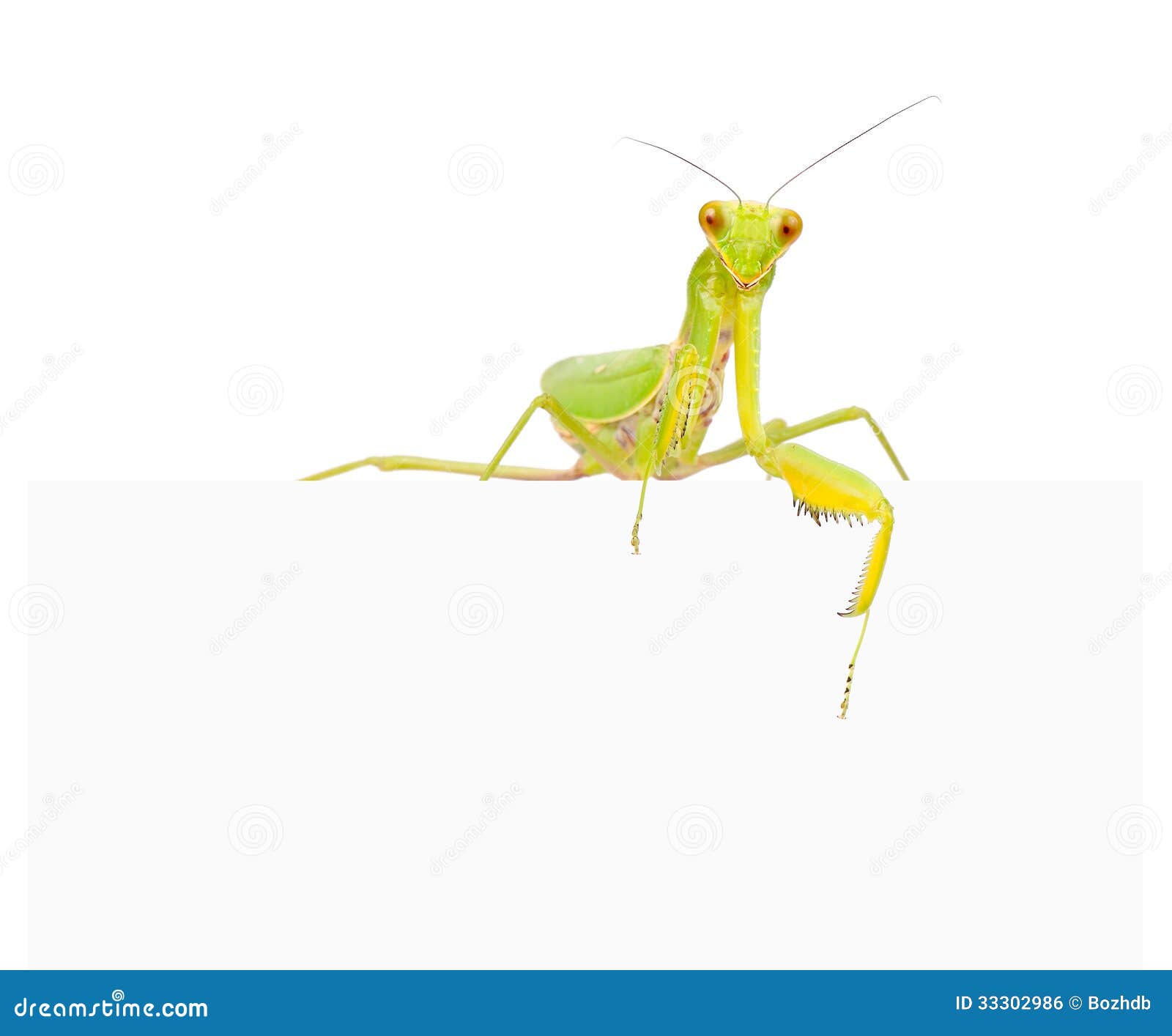 Mantis Religiosa, Various Images, Vector, Black, Silhouette, Nature ...