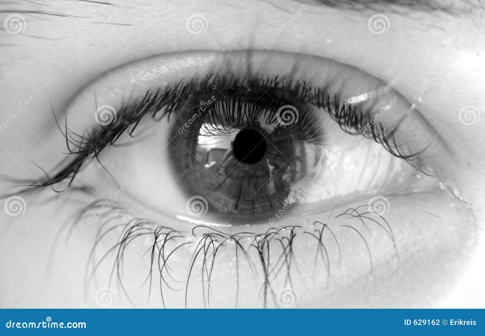 Female eye stock photo. Image of head, female, cornea, blue - 629162