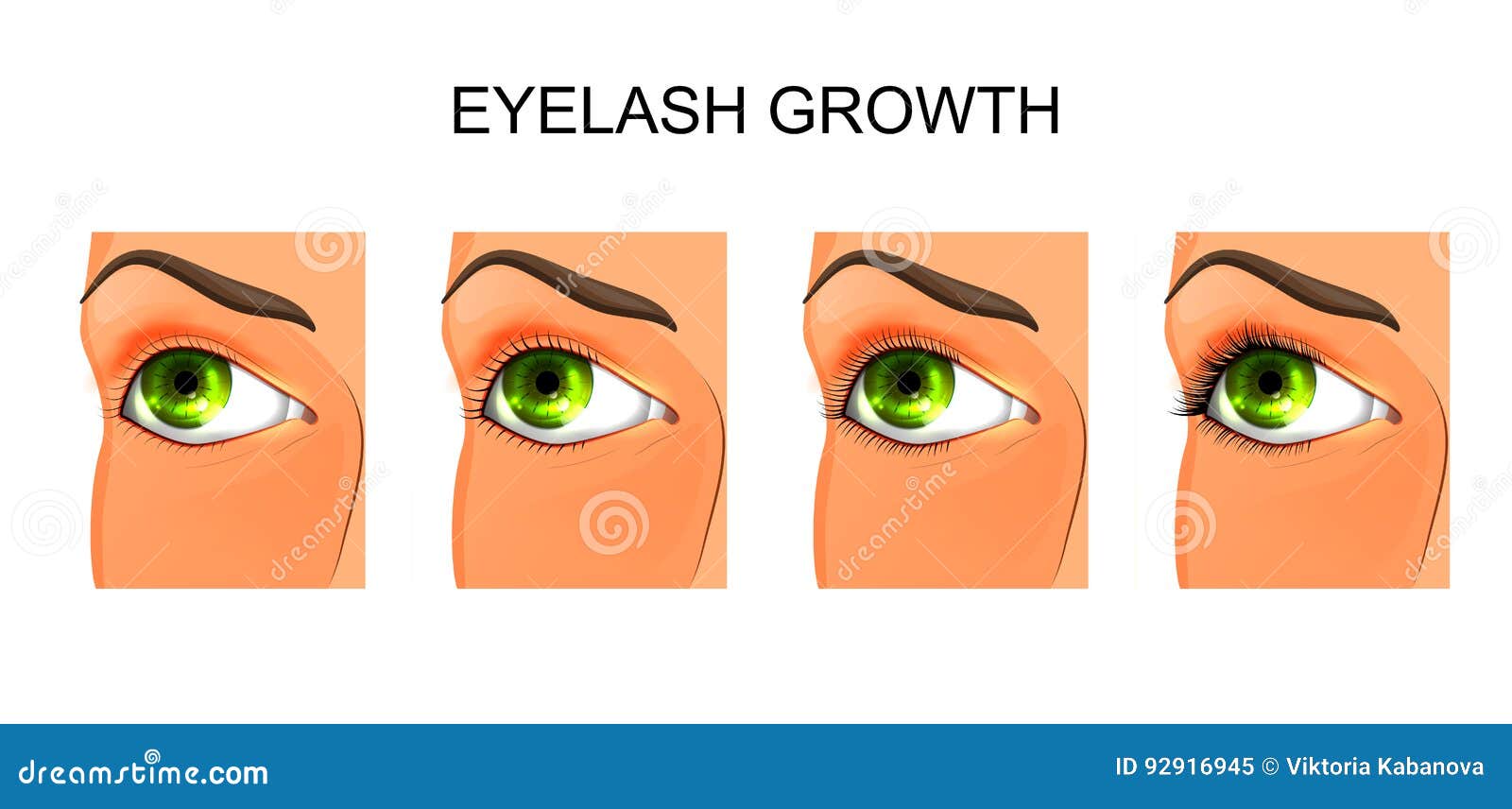 Female Eye and the Process of Growth of Eyelashes Stock Vector ...