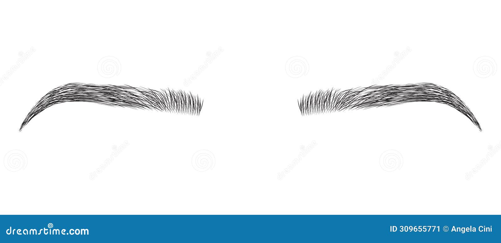 Female Eyebrows or Brows Isolated on White Background Stock Vector ...