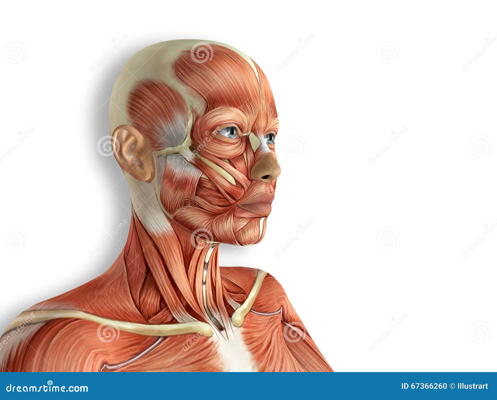 Female Face Muscles Anatomy Stock Illustration - Illustration of nature ...