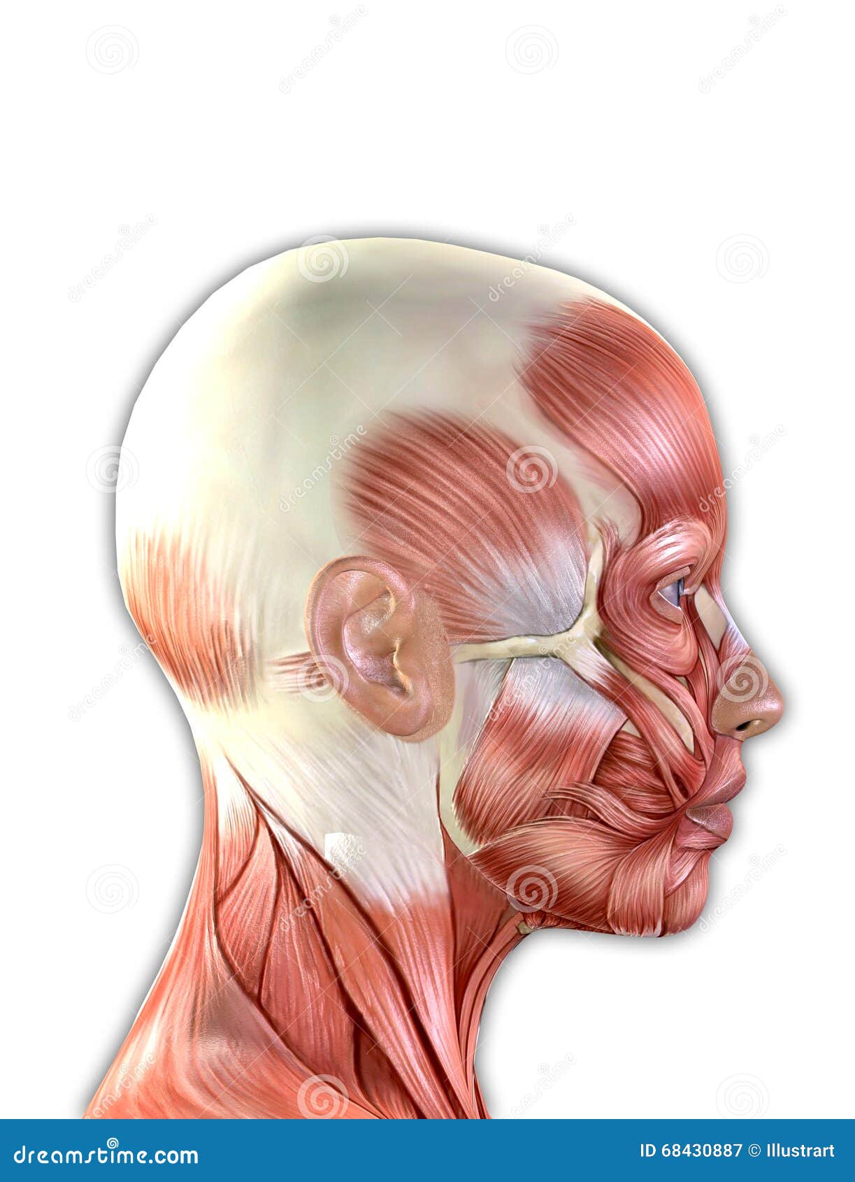 Female Face Muscles Anatomy Stock Illustration - Image: 68430887
