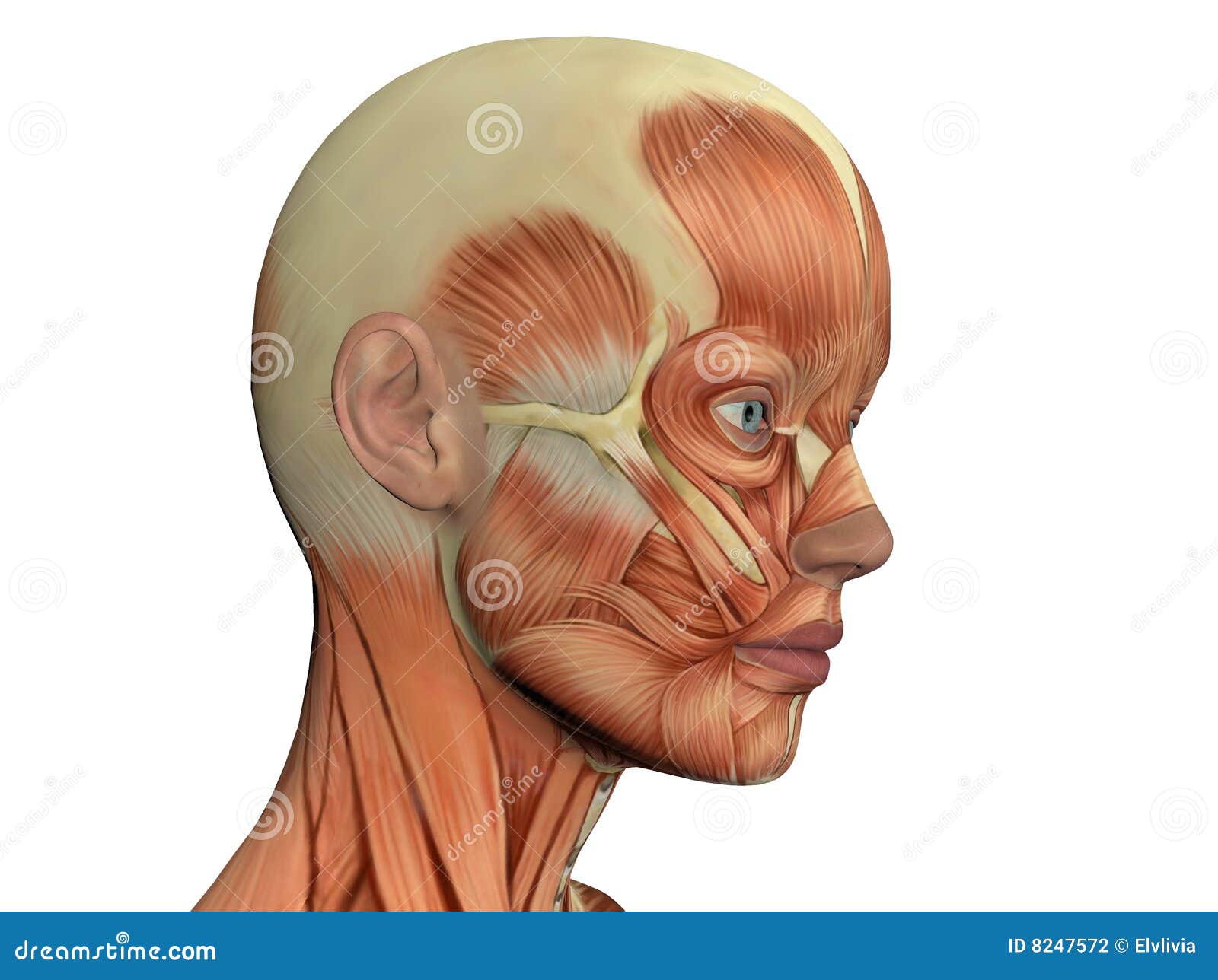 Female Face Showing Muscles Stock Illustration - Illustration of nose ...