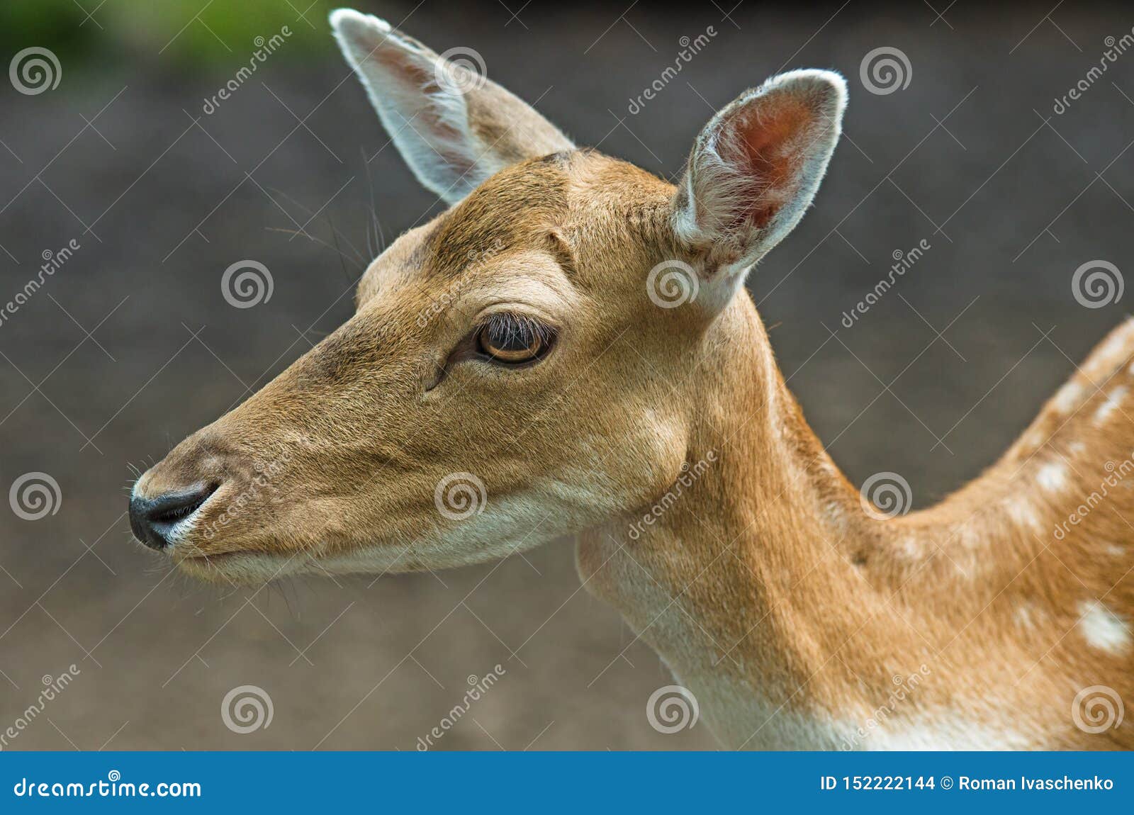 Female Fallow Deer Dama Dama On The Meadow Stock Image | CartoonDealer ...