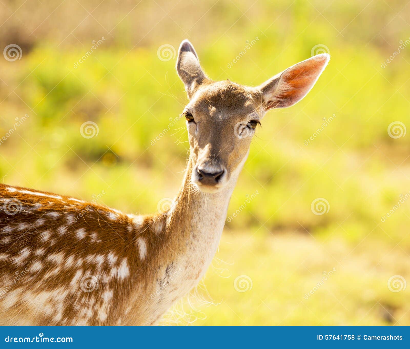 Female Fallow Deer stock photo. Image of fast, coat, habitat - 57641758