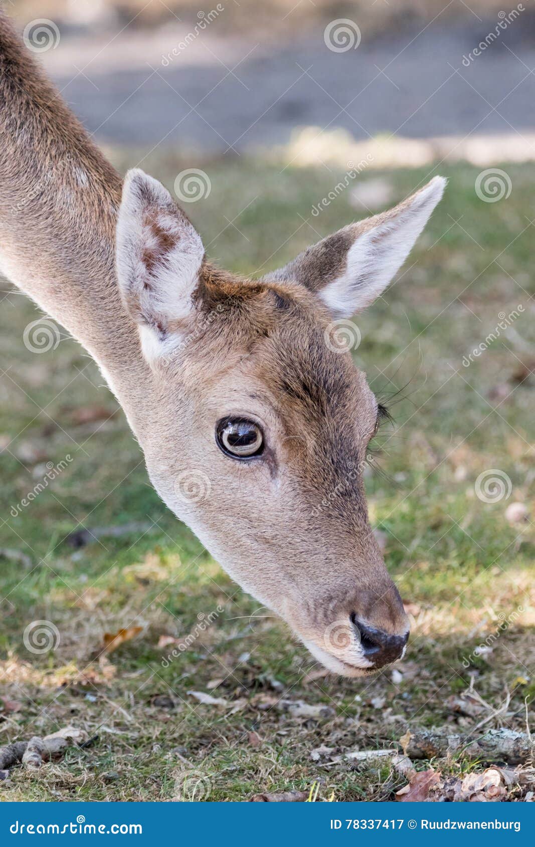 Female Fallow deer stock image. Image of fallow, female - 78337417