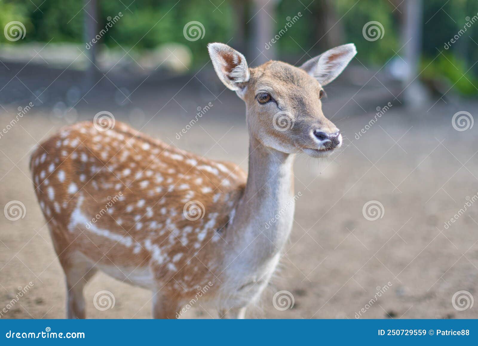 Female Fallow Deer Doe or Hind on Farm Stock Image - Image of face ...