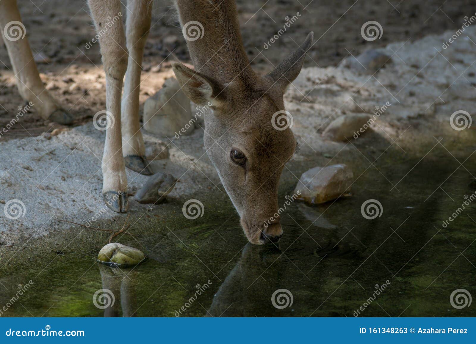 Female of Fallow Deer Drinking Water Stock Image - Image of fallow ...