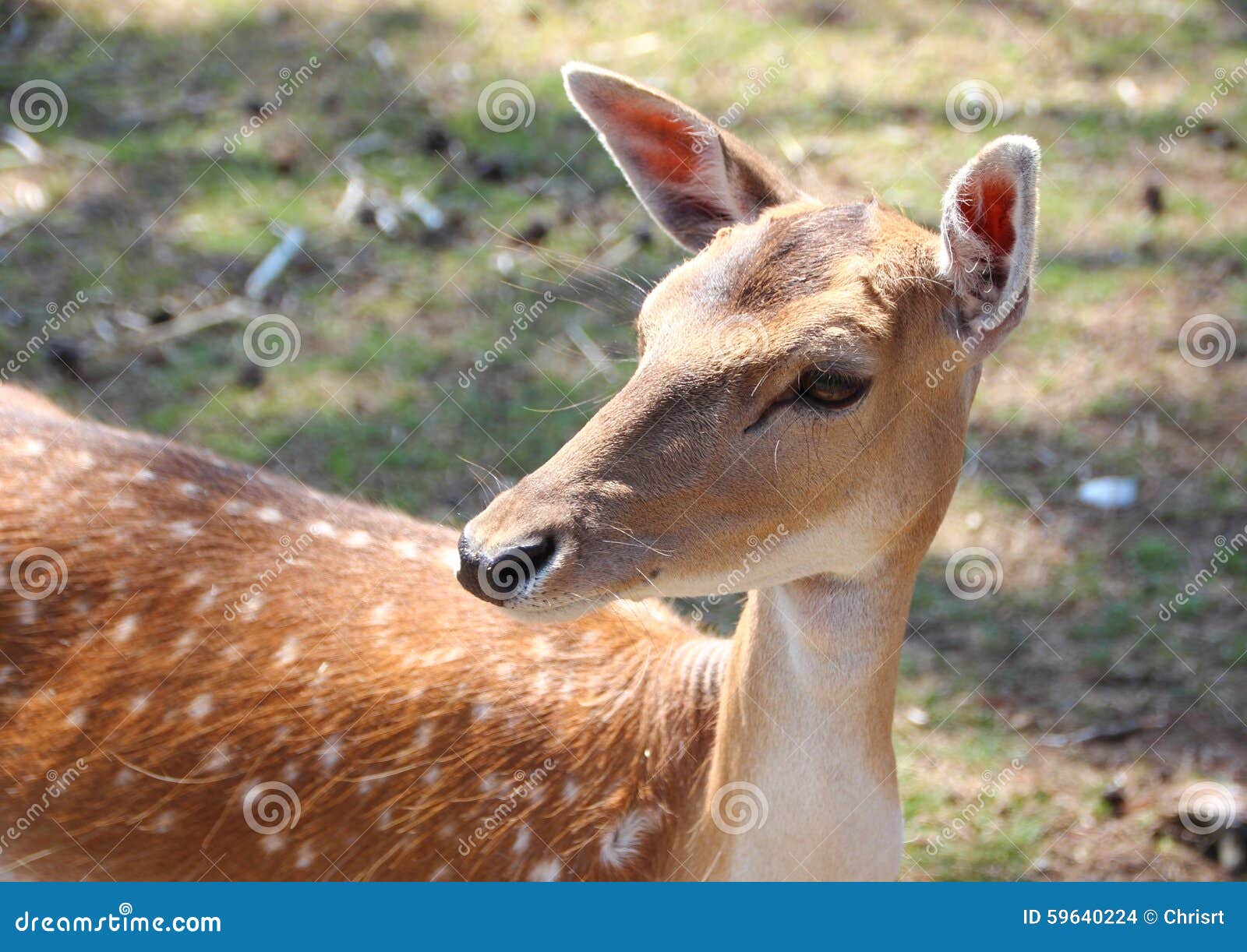 Female Fallow Deer Looking To the Left Stock Photo - Image of deer ...