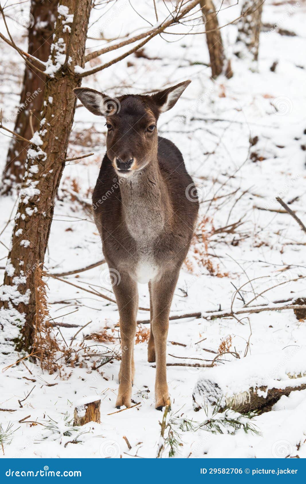 Female Fallow Deer in Winter Forest Stock Photo - Image of dama, pine ...