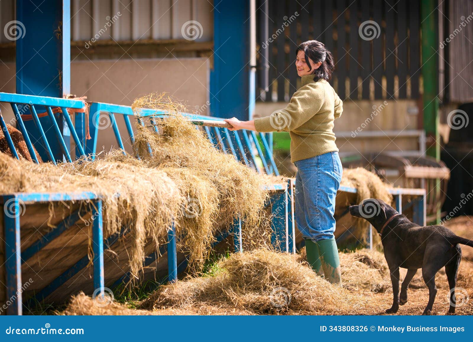 Female Farm Worker with Dog Using Pitchfork To Feed Hay To Cattle in ...