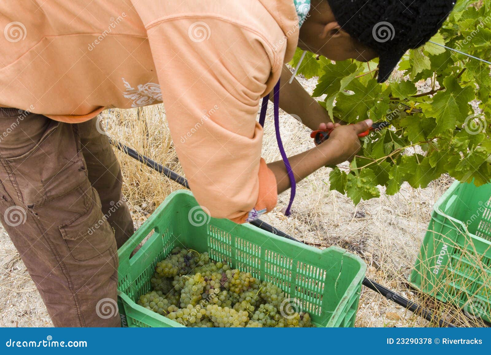 Female Farm Worker Harvesting Grapes Editorial Stock Photo - Image of ...
