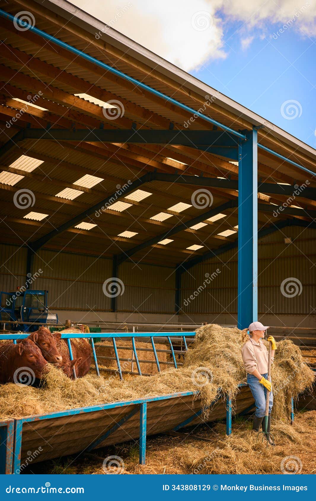 Female Farm Worker Using Pitchfork To Feed Hay To Cattle in Barn Stock ...
