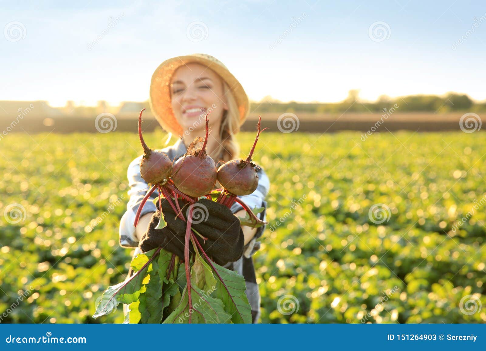 Female Farmer with Beetroot in Field Stock Image - Image of healthy ...