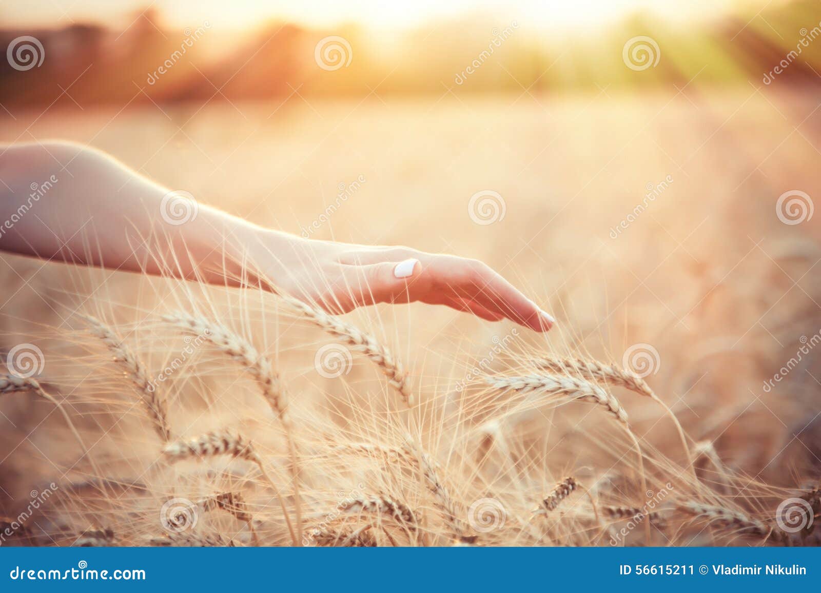 Female Farmer Hand Over Wheat Field Stock Image - Image of harvest ...