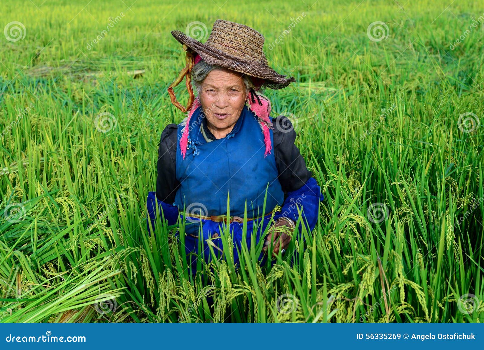 Female Farmer editorial stock image. Image of rice, worker - 56335269