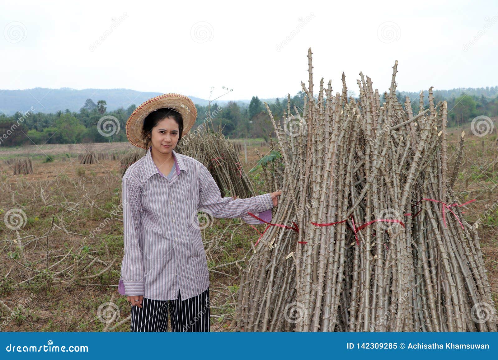 Female Farmer Sitting with Tapioca Limb that Cut the Stack Together in ...
