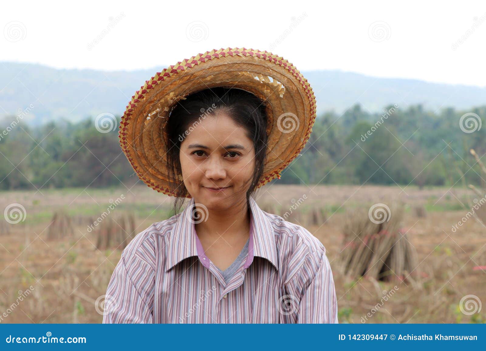 Female Farmer Standing and Out Focus the Stack of Tapioca Limb in the ...