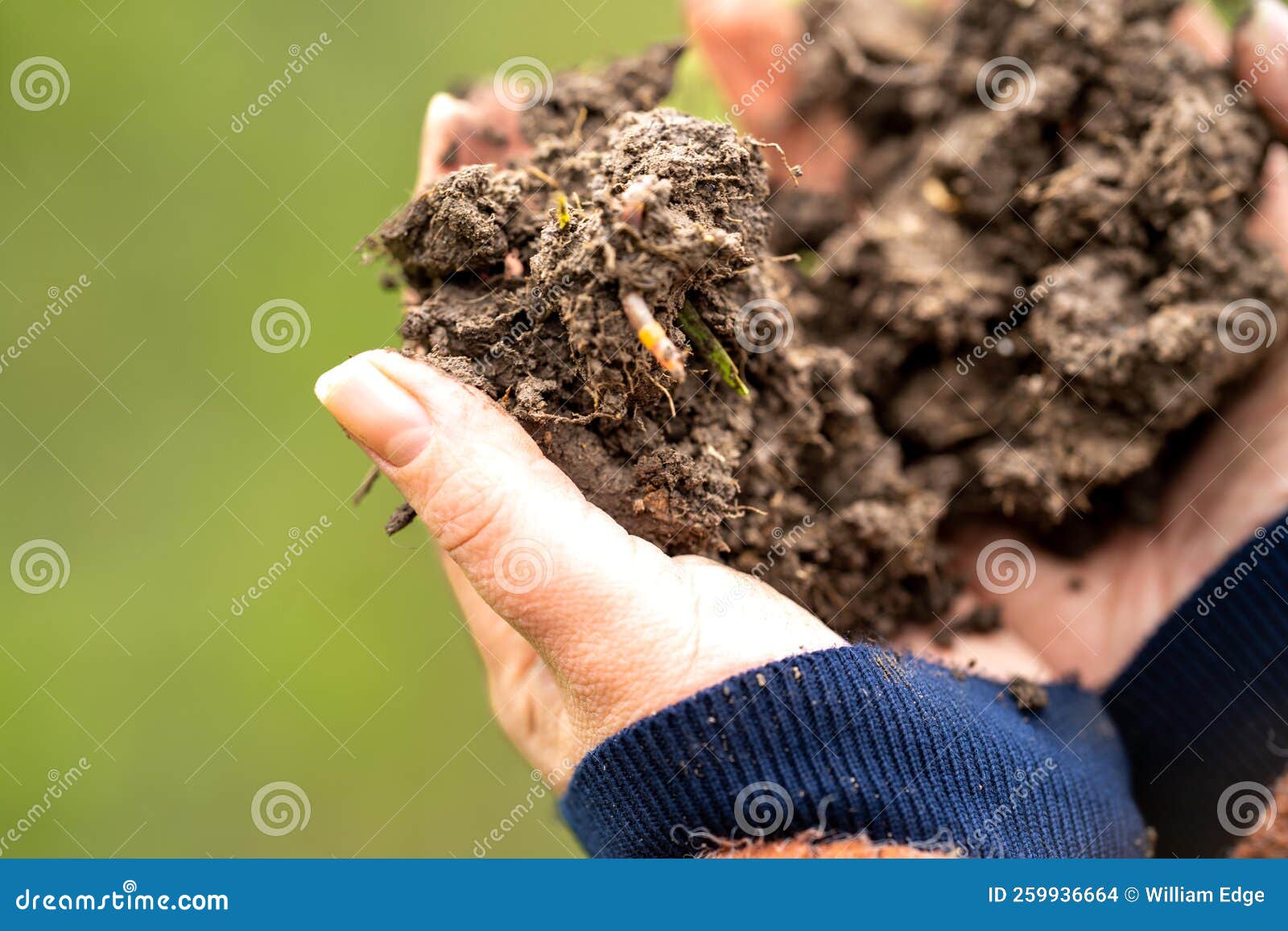 Female Farmer Testing Soil on a Farm Stock Photo - Image of ...