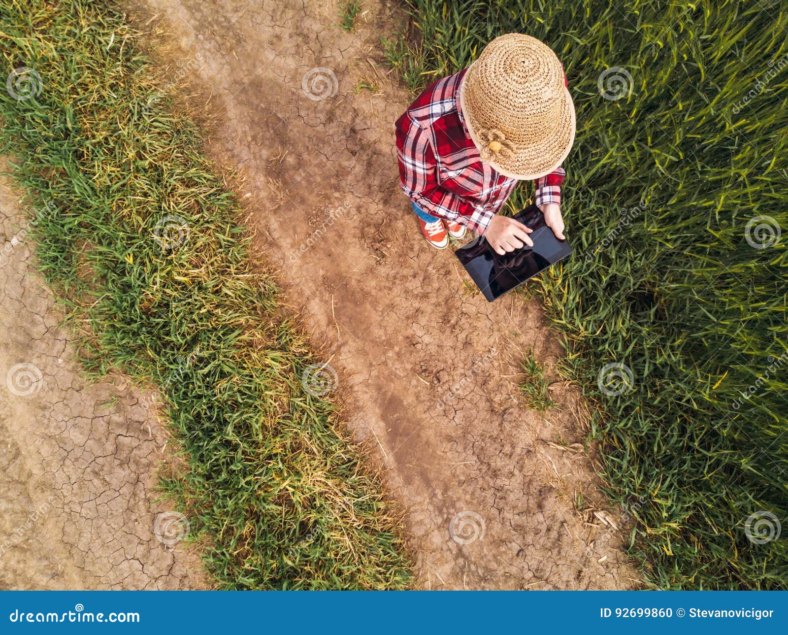 Female Farmer Using Digital Tablet Computer in Green Wheat Field Stock ...