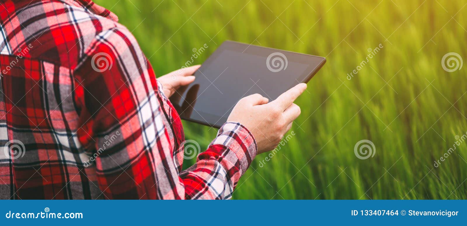 Female Farmer Using Tablet Computer in Wheat Crop Field Stock Photo ...