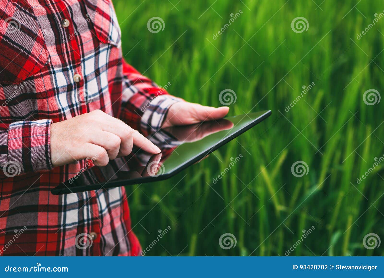 Female Farmer Using Tablet Computer in Wheat Crop Field Stock Photo ...