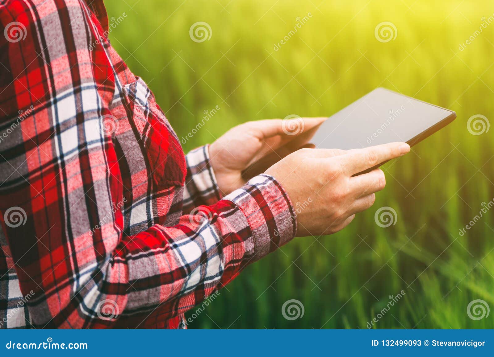 Female Farmer Using Tablet Computer in Wheat Crop Field Stock Image ...