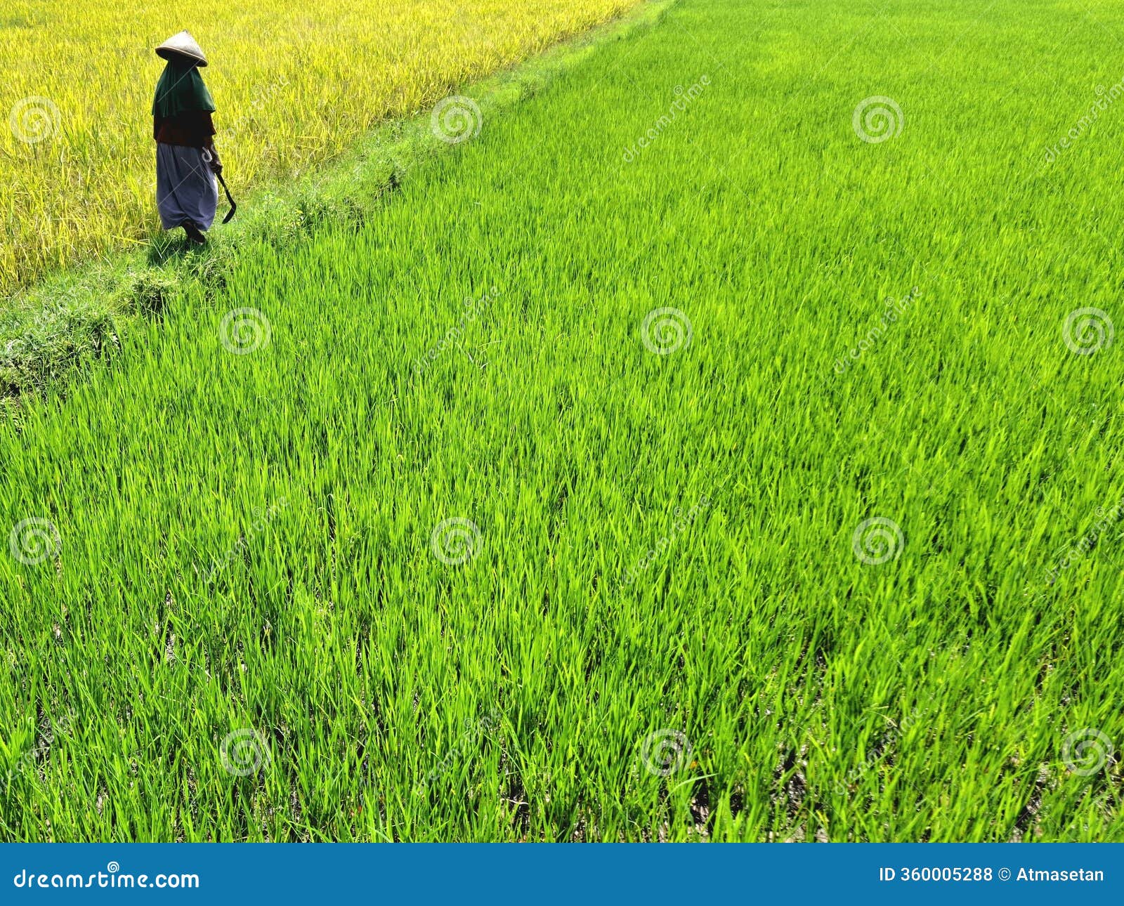 A Female Farmer is Walking between Two Rice Fields Which are Aesthetic ...