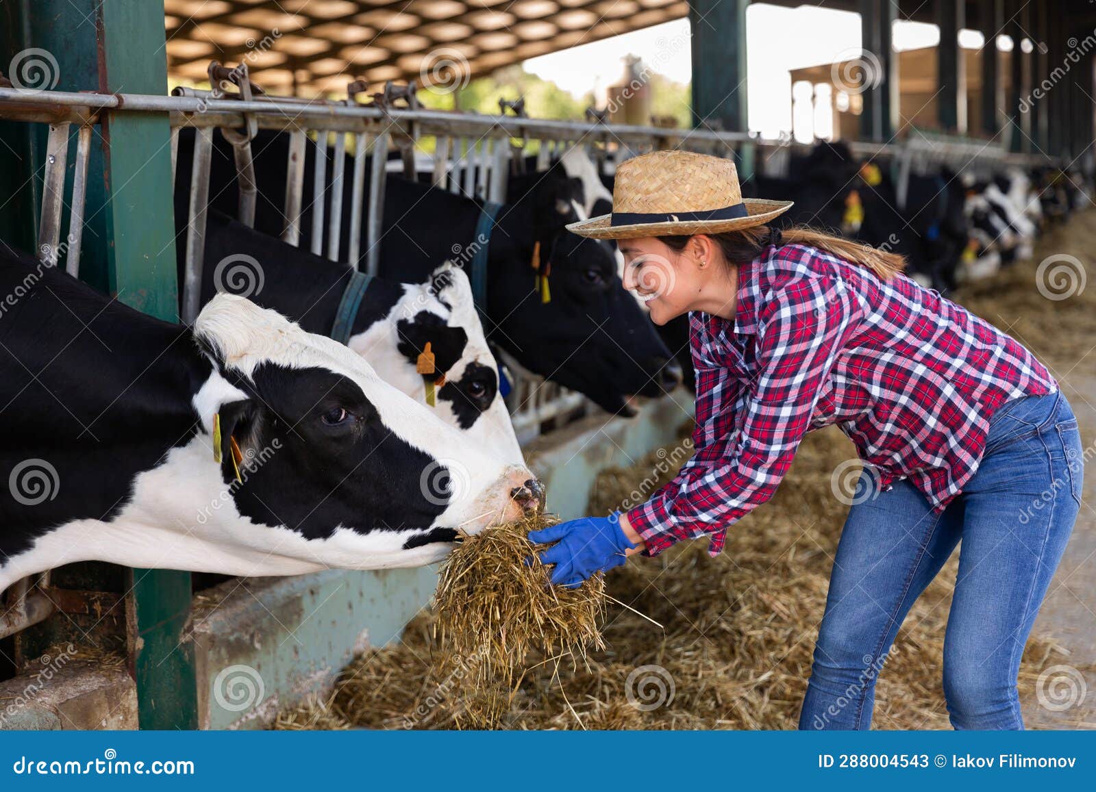Female Farmer Working in Stall, Feeding Cows Stock Image - Image of ...
