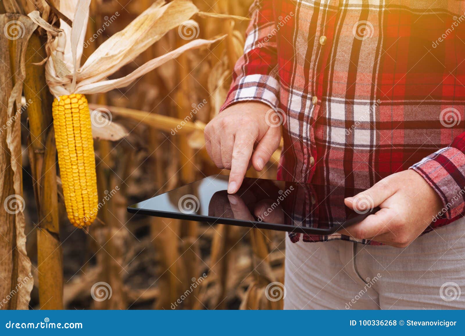 Female Farmer Working on Tablet Computer in Corn Field Stock Photo ...