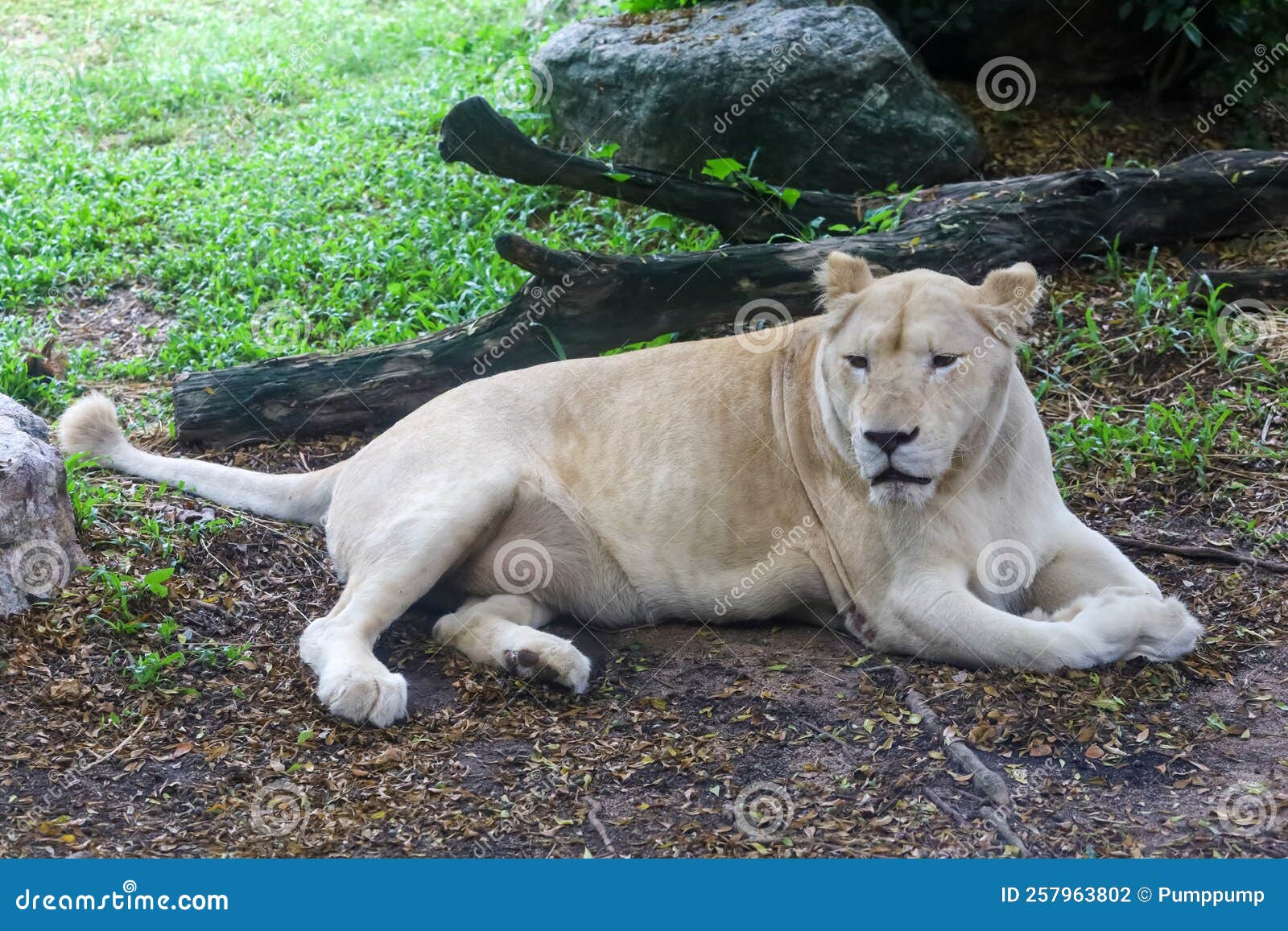 The Female Fat Lion is Rest Under Tree in Garden Stock Photo - Image of ...