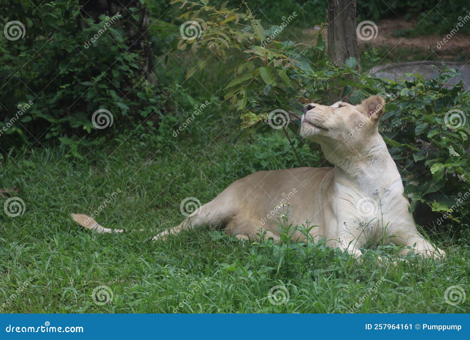 The Female Fat Lion is Rest Under Tree in Garden Stock Image - Image of ...